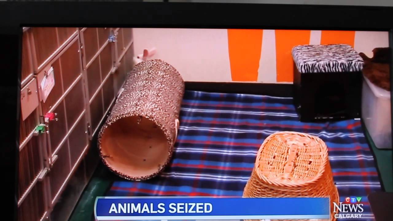 Calgary Humane Society Rabbit Seizure CTV - YouTube