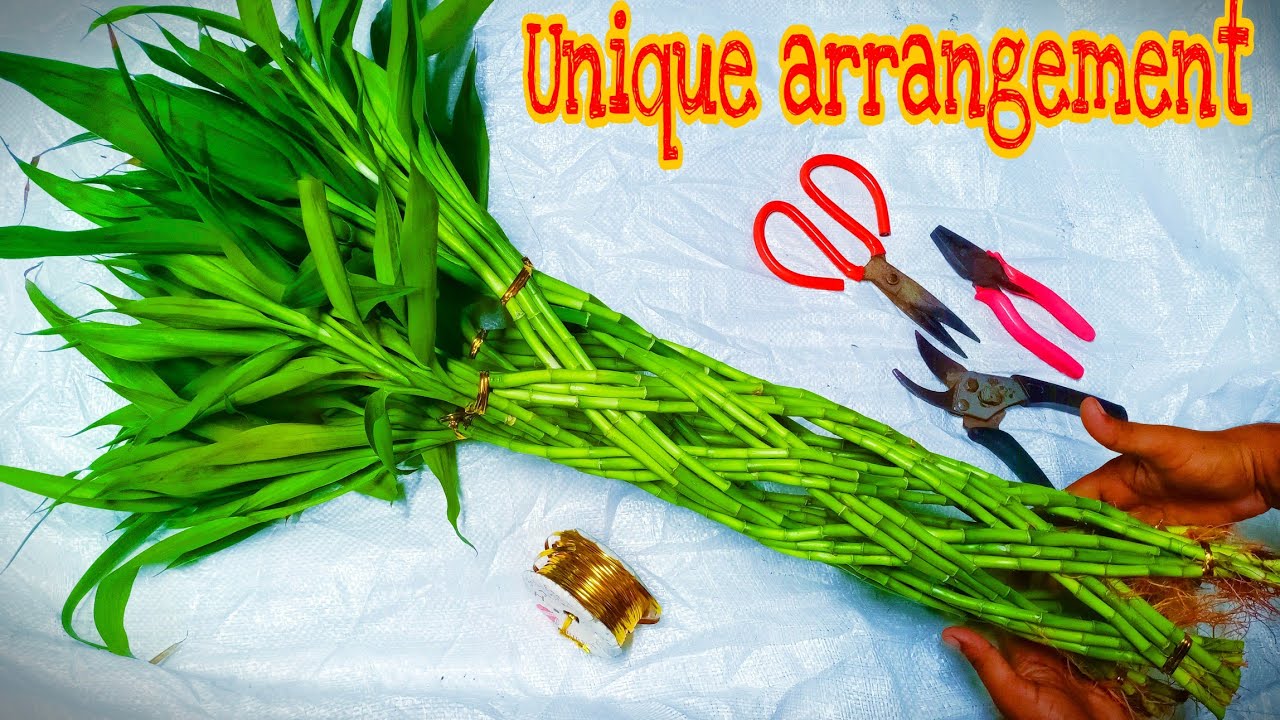 Unique arrangement of lucky bamboo || amazing design of lucky bamboo ...