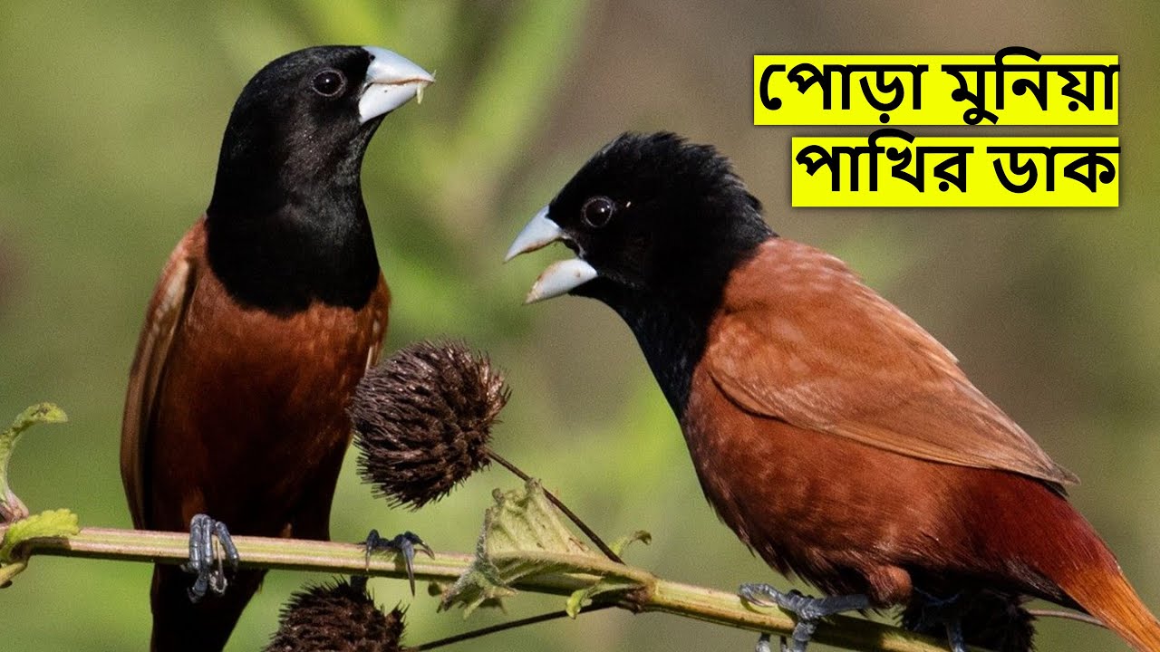 পোড়া মুনিয়া পাখির ডাক | Chestnut Munia Bird Sound | Munia Pakhir Dak ...