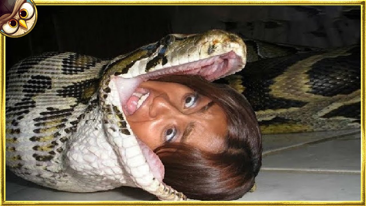 50 Weirdest Things Ever Found Inside Animals - YouTube