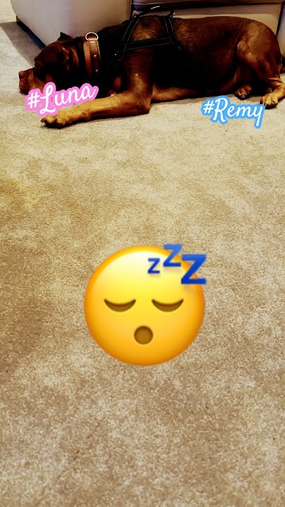 Zzz #dogs #sleeping #doggielife #luna #remy #cute #pets - YouTube
