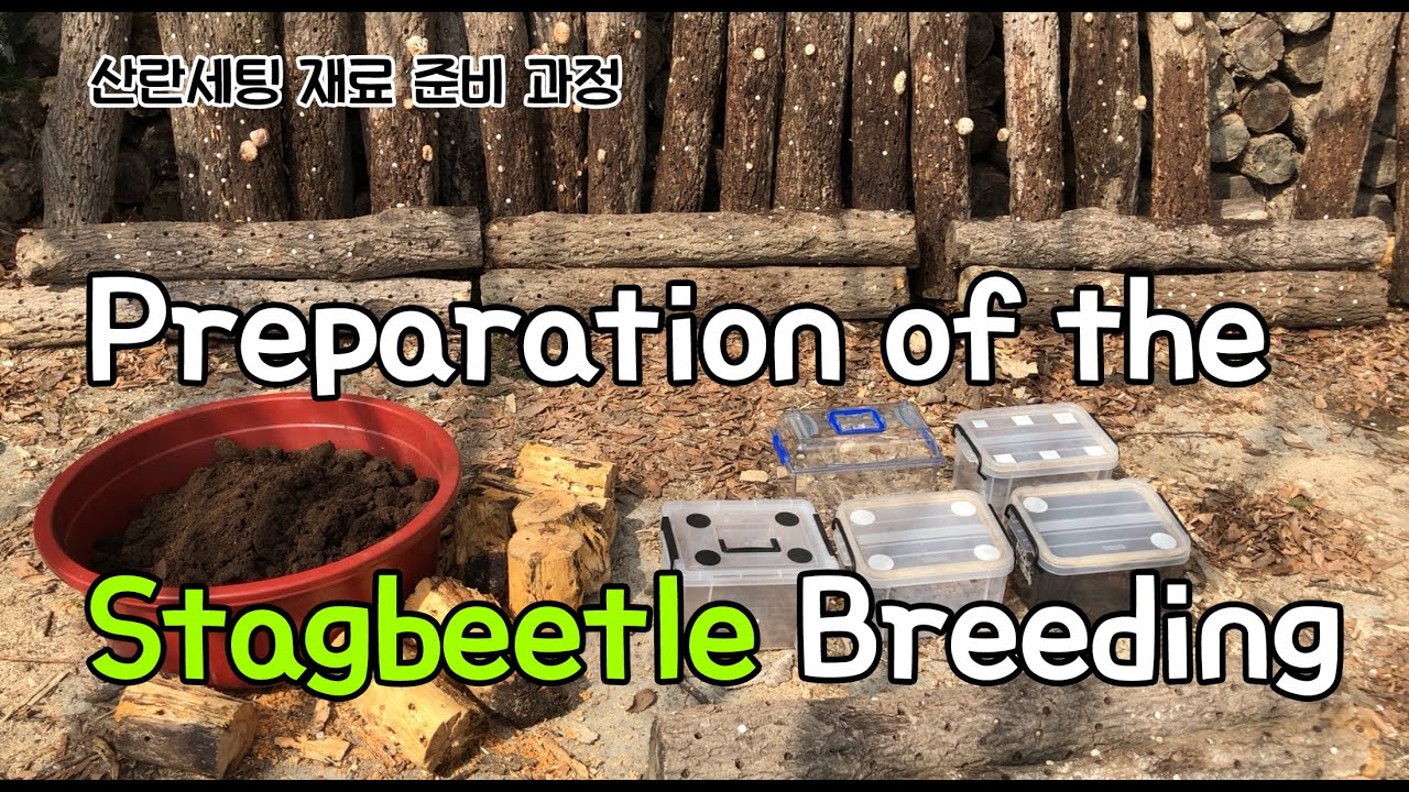 왕사슴벌레 넓적사슴벌레 산란세팅 재료 준비과정 산란목 발효톱밥 Youtube