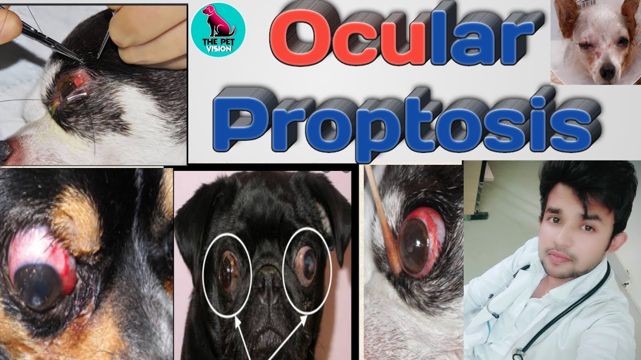 proptosis in dog || Ocular Proptosis || causes & symptoms || treatment ...
