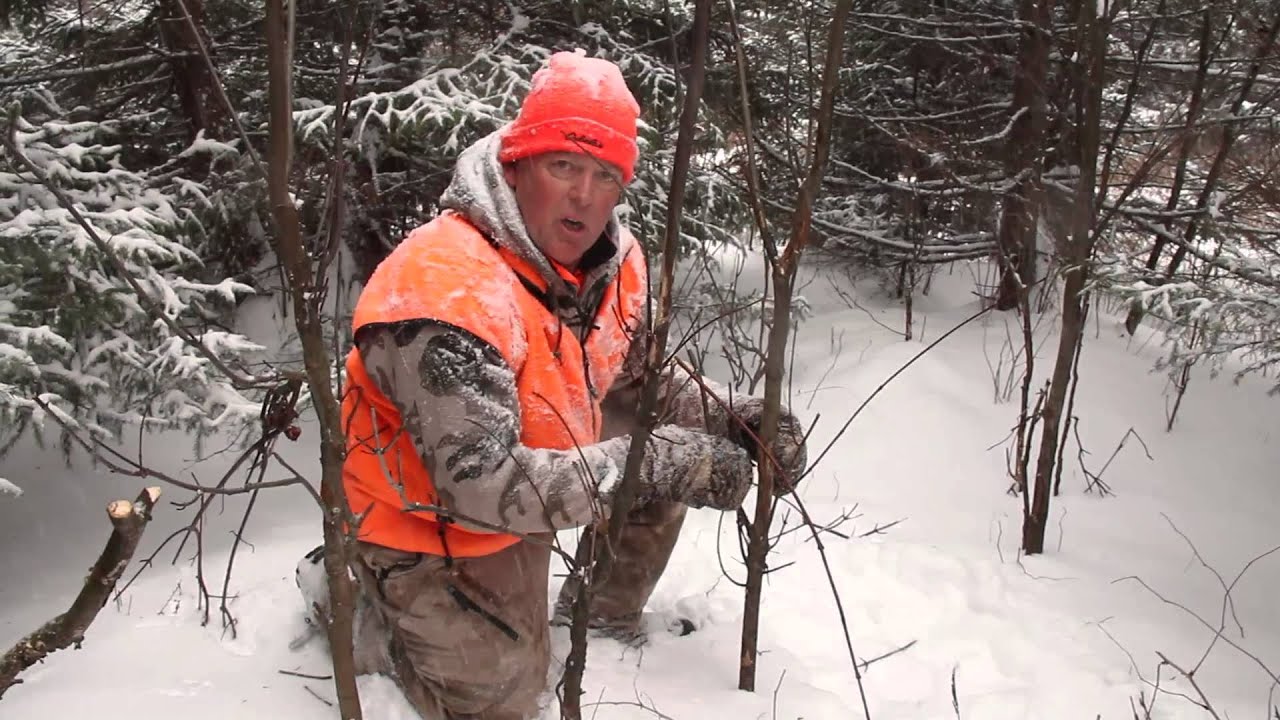 Tracking Whitetail Buck Rub Lines - YouTube