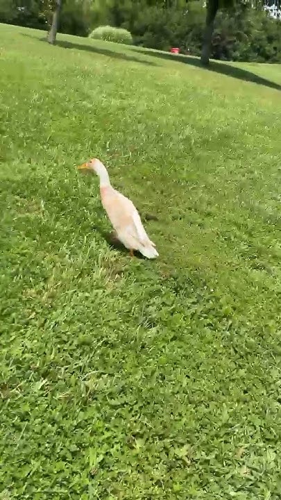 Duck and snapping turtles do not mix! - YouTube