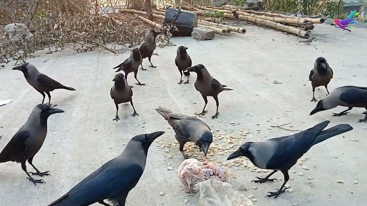 Crows Fight for Food part 114 Crow Fight Scene Crow Bird Crowing Sound ...