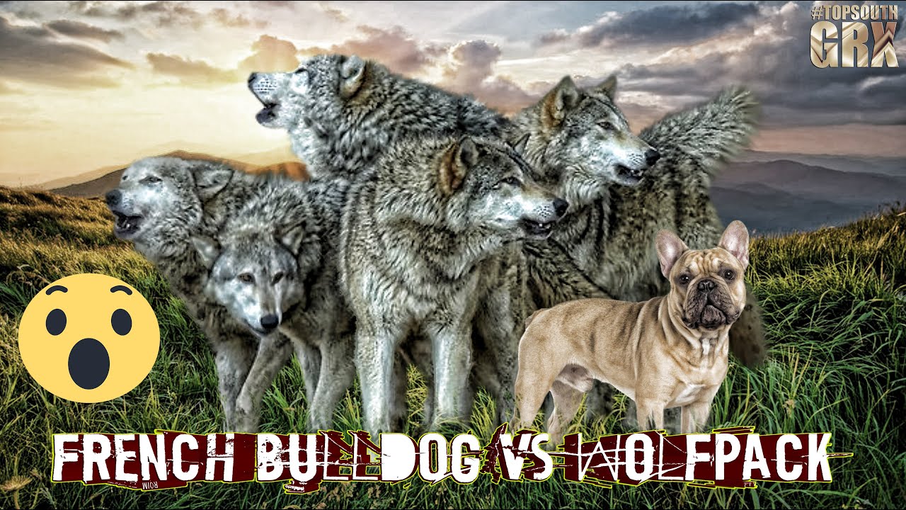 French Bulldog Vs Wolfpack !!! MUST SEE !!! FRENCHIE ATTACKS WOLVES WOW ...