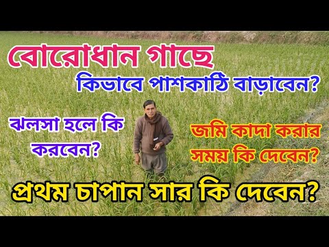 বোরো/ইরি ধান গাছের প্রাথমিক পরিচর্যা।। Boro dhan।। Boro paddy।। Dhan ...