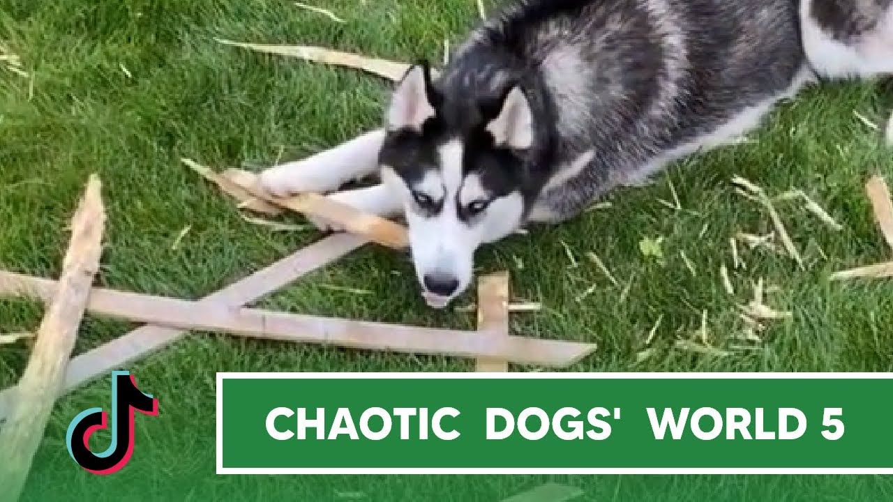 CHAOTIC DOGS' WORLD - CRAZY AND FUNNY DOGS COMPILATION VIDEOS TO TREAT ...
