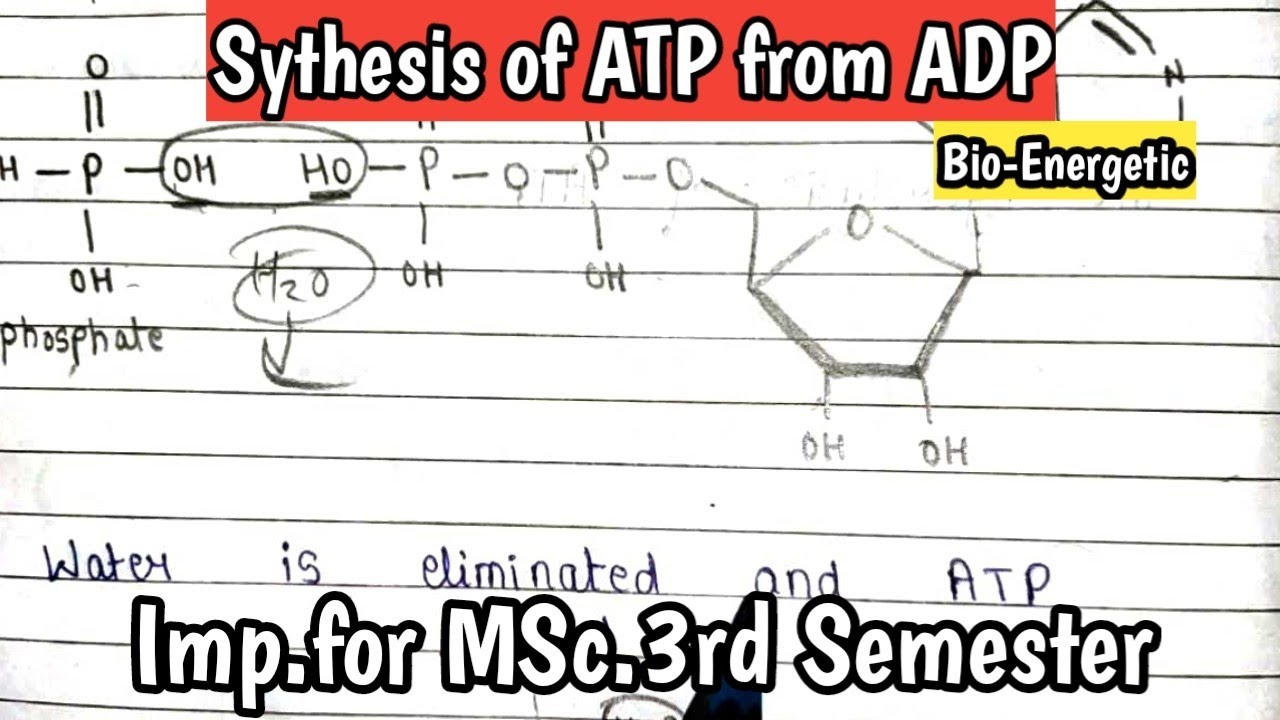 Synthesis of ATP From ADP | Bioenergetics |ATP and ADP Cycle |Complete ...