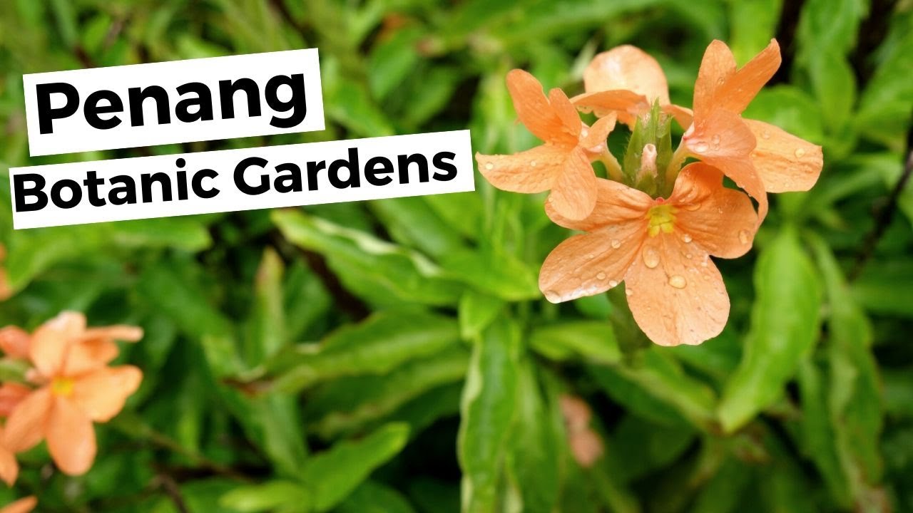 MONKEYS & LEECHES!! | Experiencing Nature at Botanic Gardens | Things ...