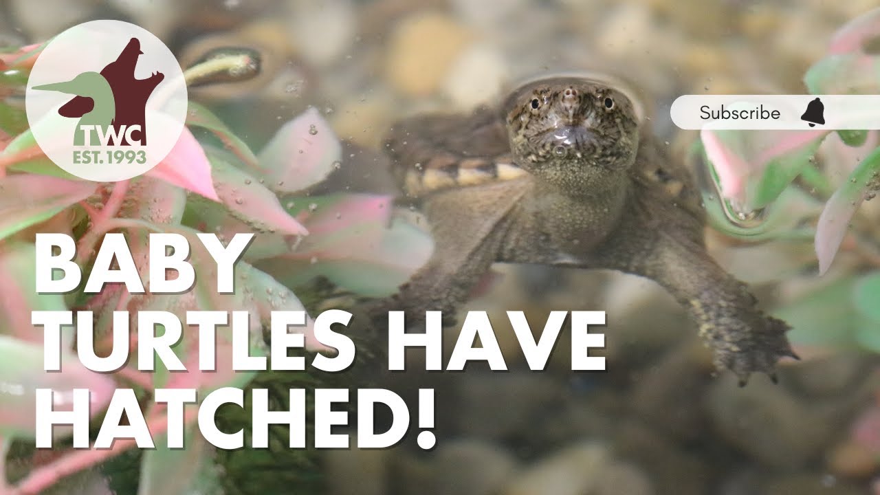 Hatchling snapping and painted turtles are growing! - YouTube