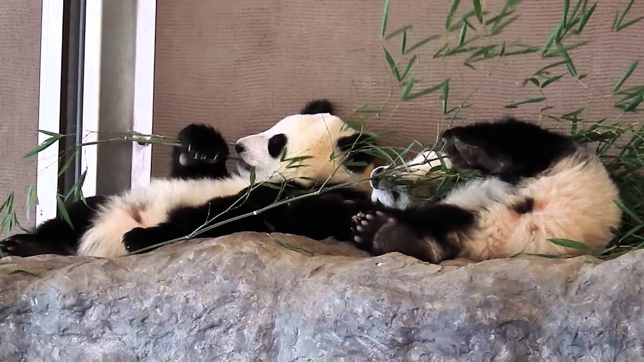 Giant Panda Cubs 桜浜 桃浜 Touhin and Ouhin Sharing Bamboo - YouTube