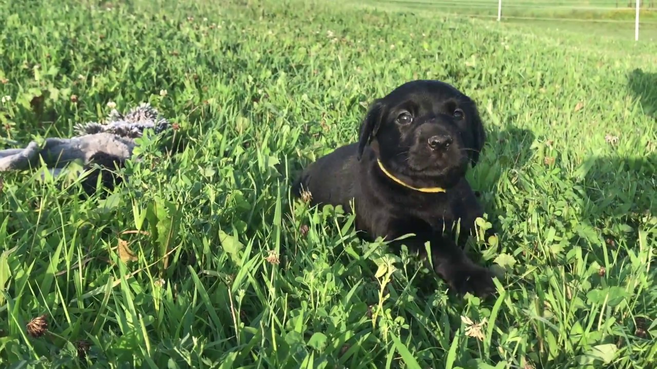 Miss Ruby 4-week-old British Labrador Puppies - YouTube