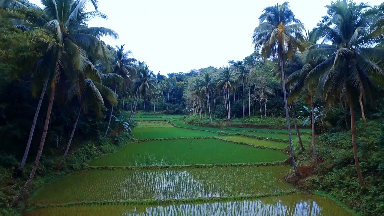 Droning Rice Fields in Bohol, Philippines - January 2017 - YouTube