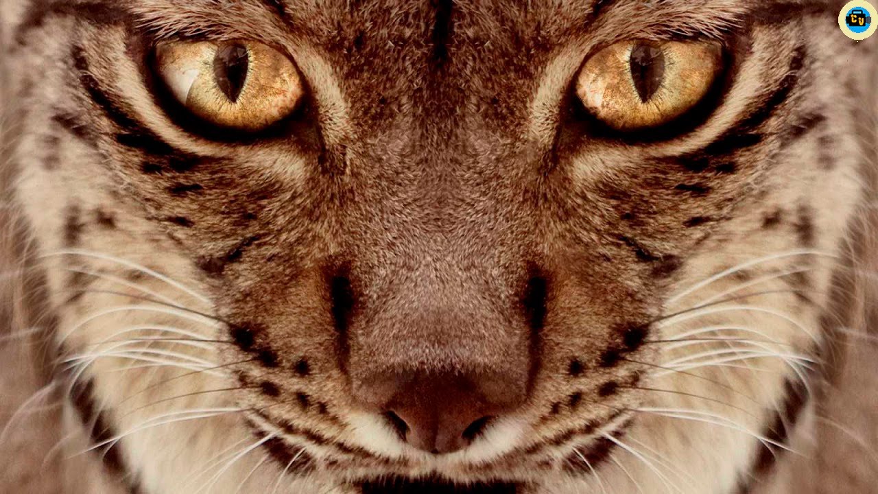 MONTADO - (Trailer oficial PT) - YouTube