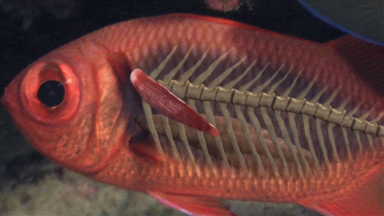 Fish - listening through vibration - YouTube