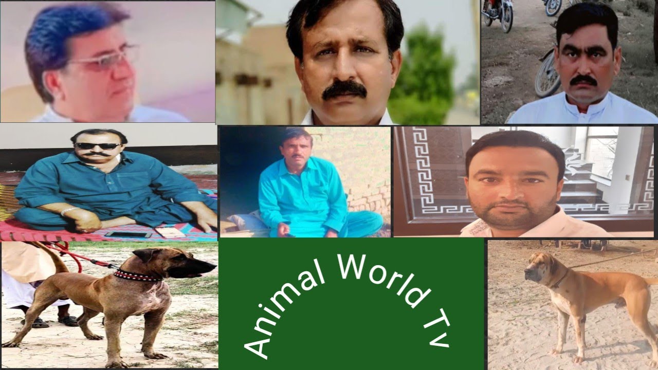 Most Famous Pakistani Bully Kutta Breeds | Lahori Line Bully Dog | # ...