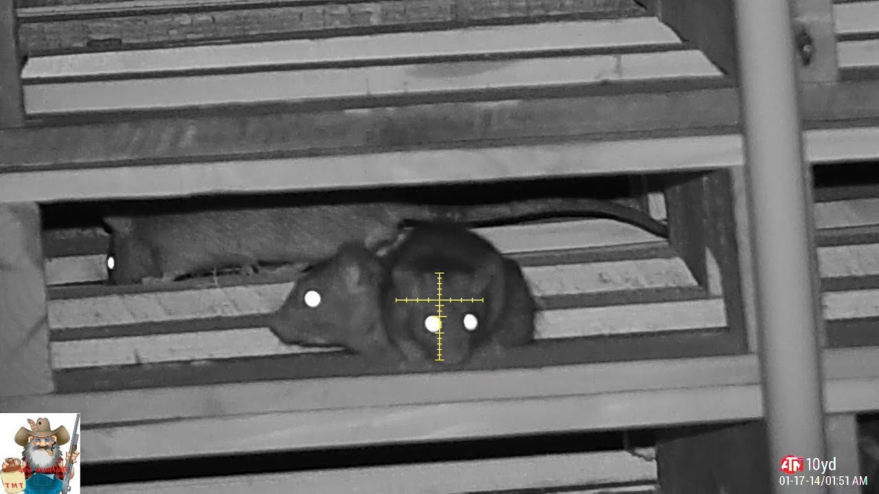 Ratting at The Mill 2024 with air Guns - YouTube