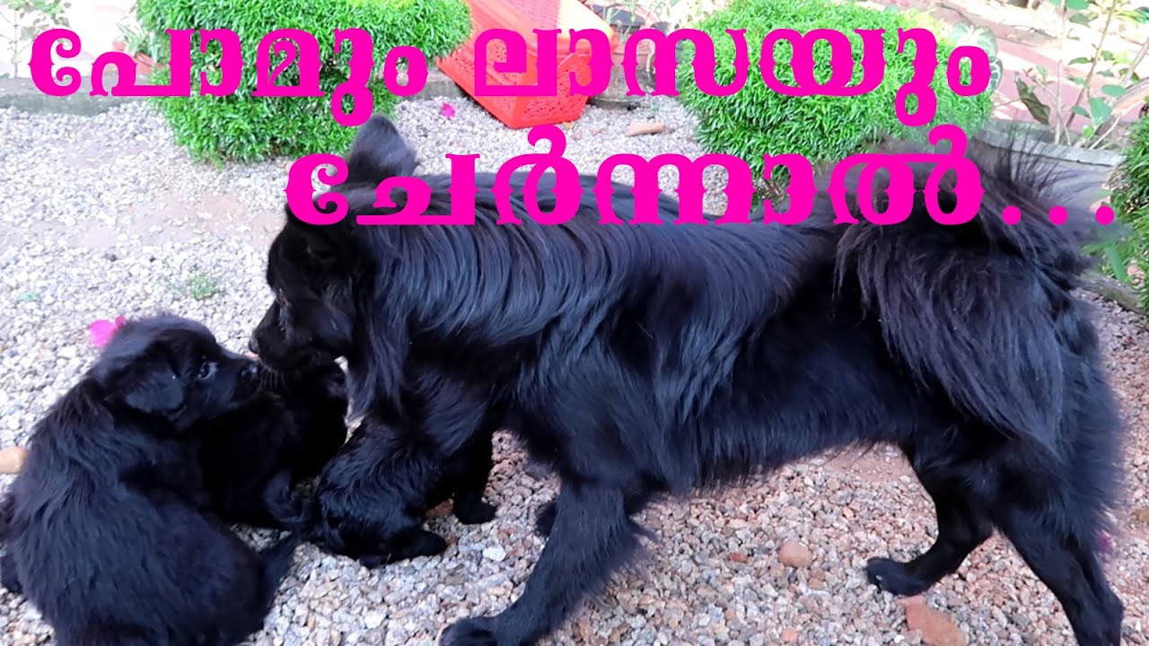 Lhasa Apso + Pom Puppies in Trivandrum II BamBooS - YouTube