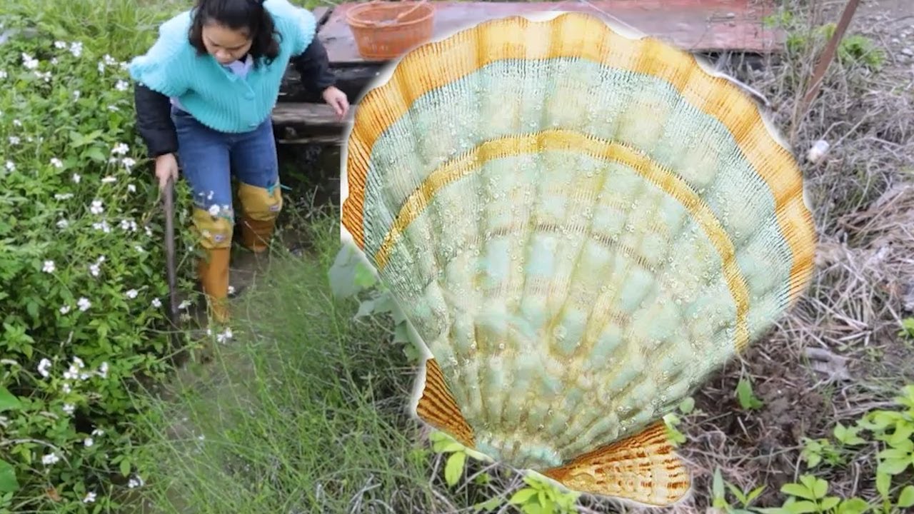 Mutated giant clams in the deep mountains, village flowers harvest ...