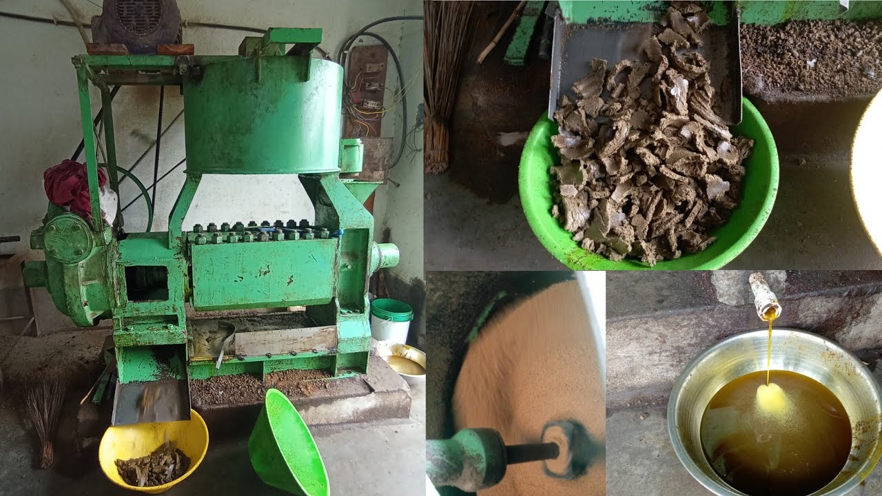 যান্ত্রিক পদ্ধতিতে বিশুদ্ধ সরিসার তেল তৈরি | Mustard oil Crushing ...