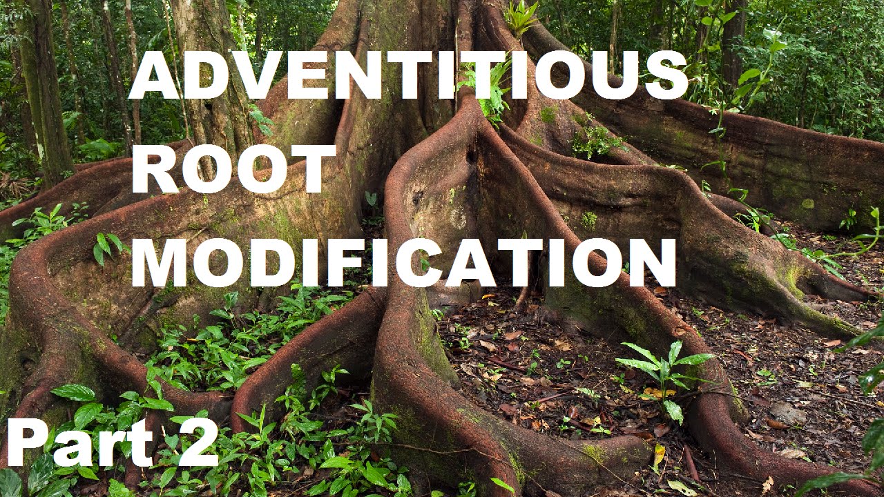 Adventitious root modifications 2 - YouTube