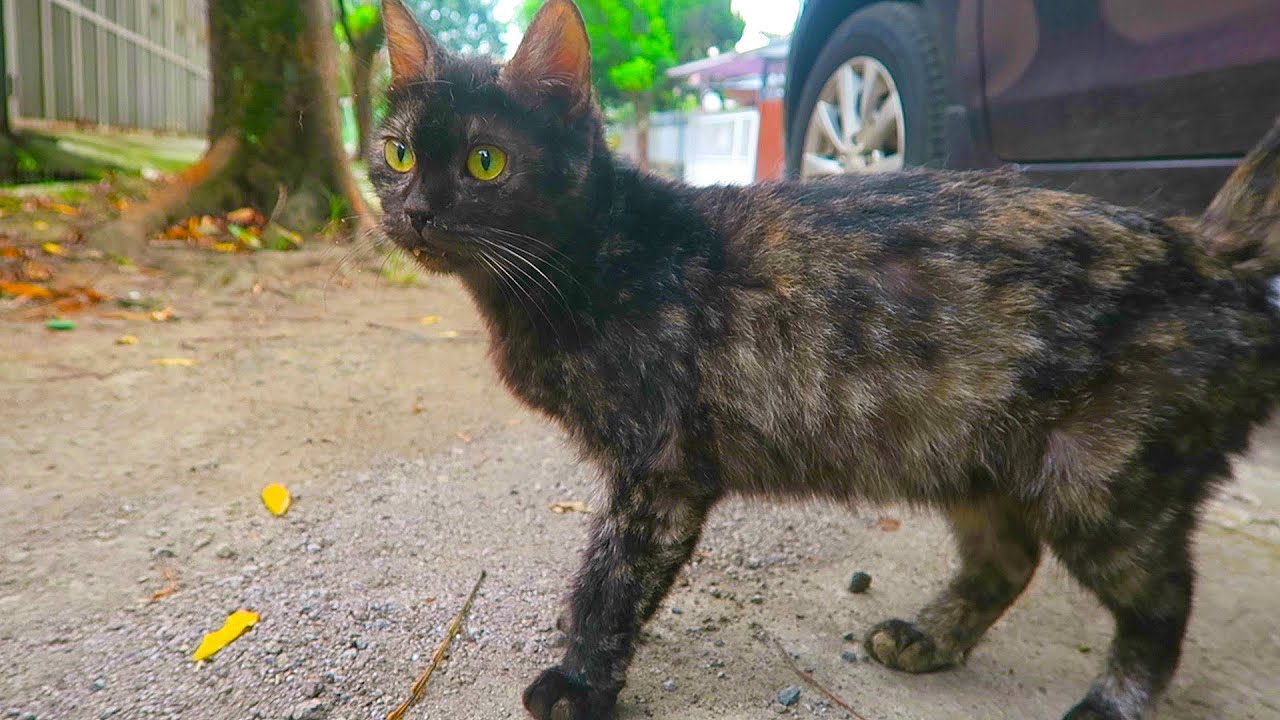 Disheveled stray black cat looking for food is being watched by 2 Tabby ...