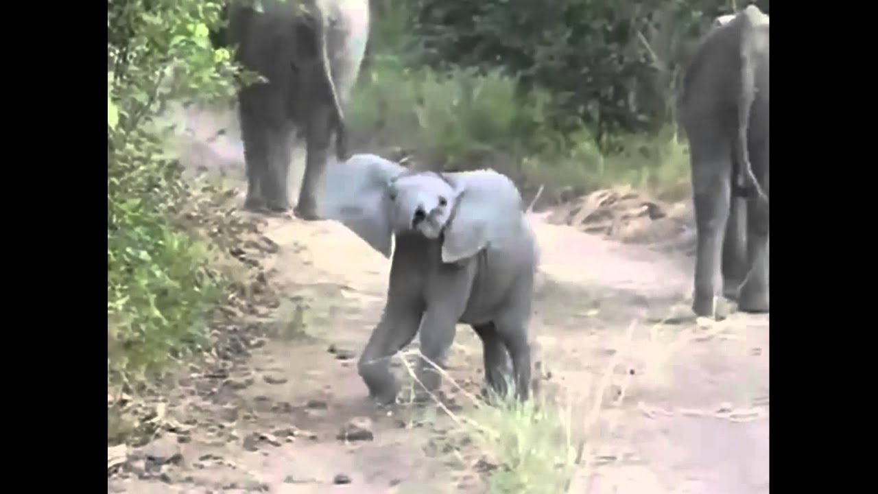 Baby elephant tries to scare tourist 3-13-15 - YouTube