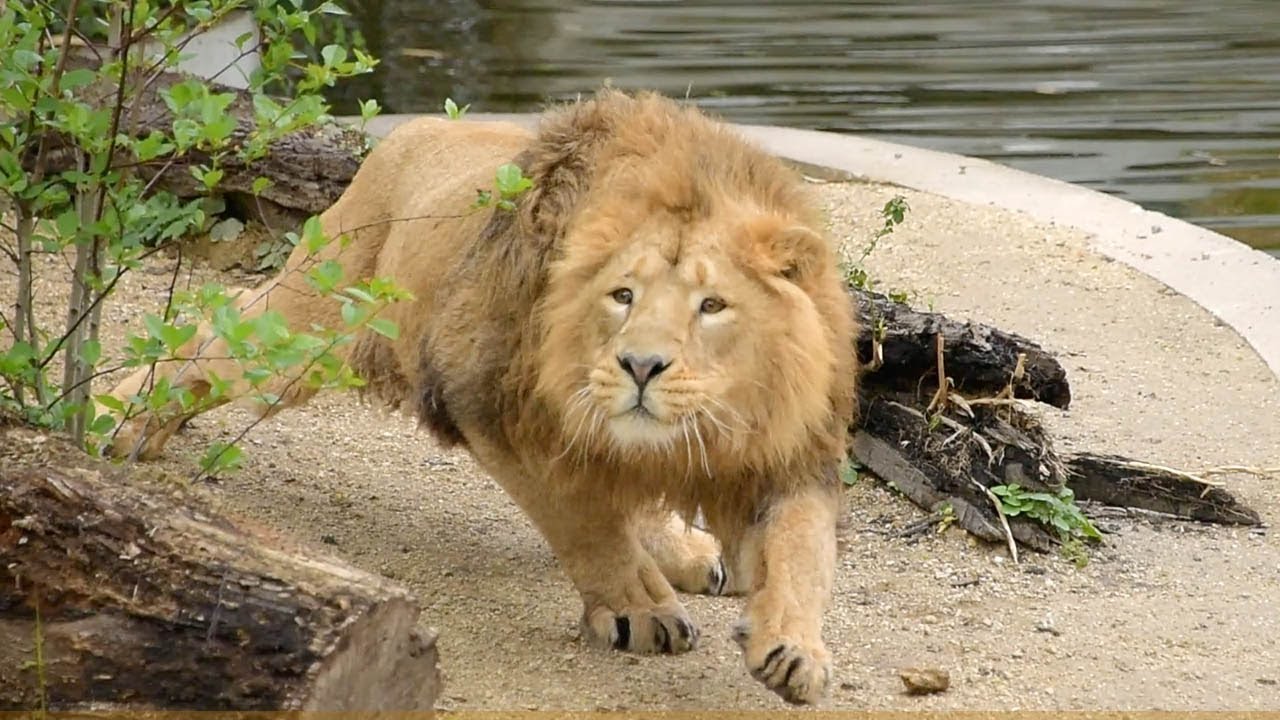 Lion trying to catch duck at Wilhelma Zoo Germany - YouTube
