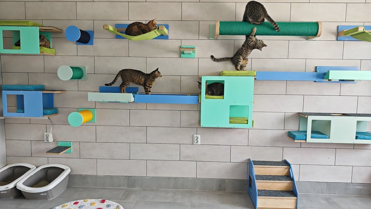 Making of a kitten room at our local shelter. 5 hours of mounting and ...