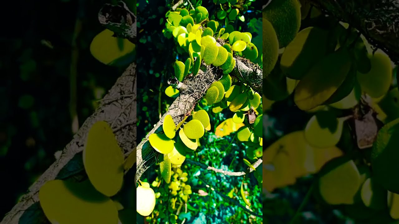 Loranthus, grow on the branches of woody trees. Belongs to the family ...