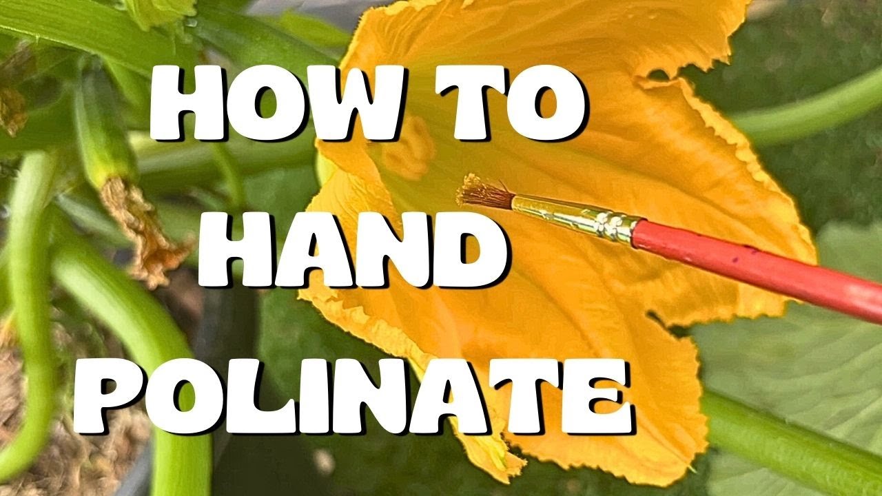 Hand Pollination - 2 EASY ways to hand pollinate your vegetable garden ...