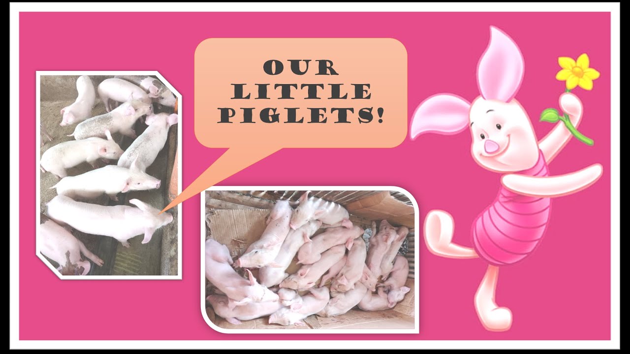 THE HUNGRY PIGLETS / FEEDING TIME FOR OUR PIGLETS / BABY RITZ TV - YouTube