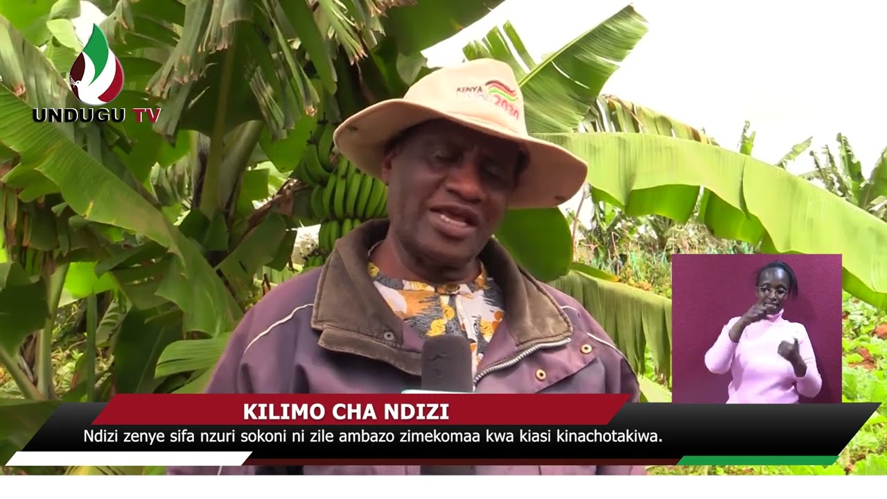 Kilimo na Undugu: Wakulima eneo la Yatta wazamia kilimo cha ndizi - YouTube