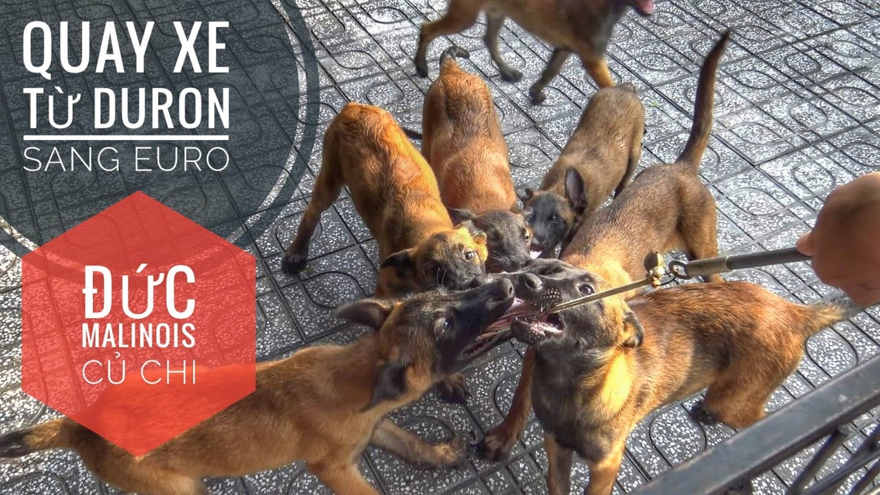 Cú Quay Xe từ Mali Duron sang Mali EU của Đức - Củ Chi - TP.HCM ...