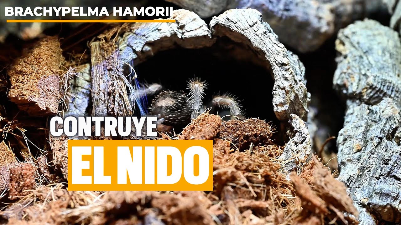 Tarántula de Rodillas Rojas Construyendo su Nido: Comportamiento ...
