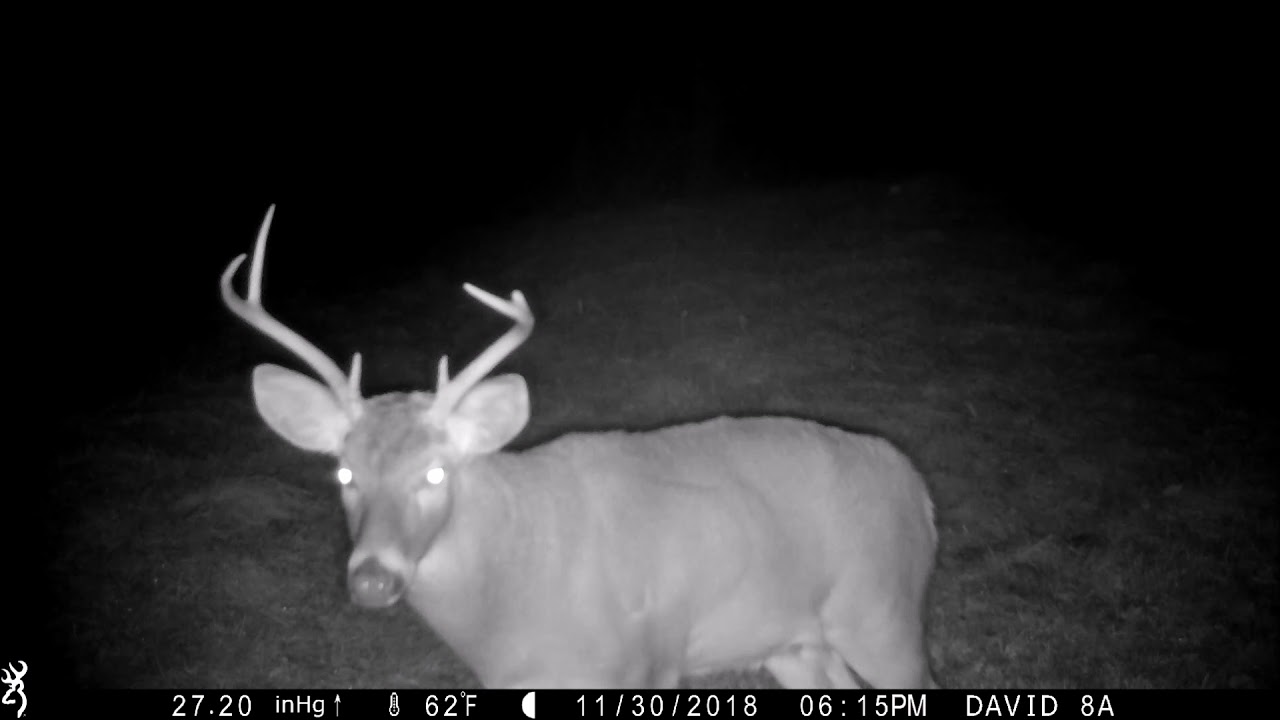 Buck Breeding a Doe on Browning Trail Camera - YouTube