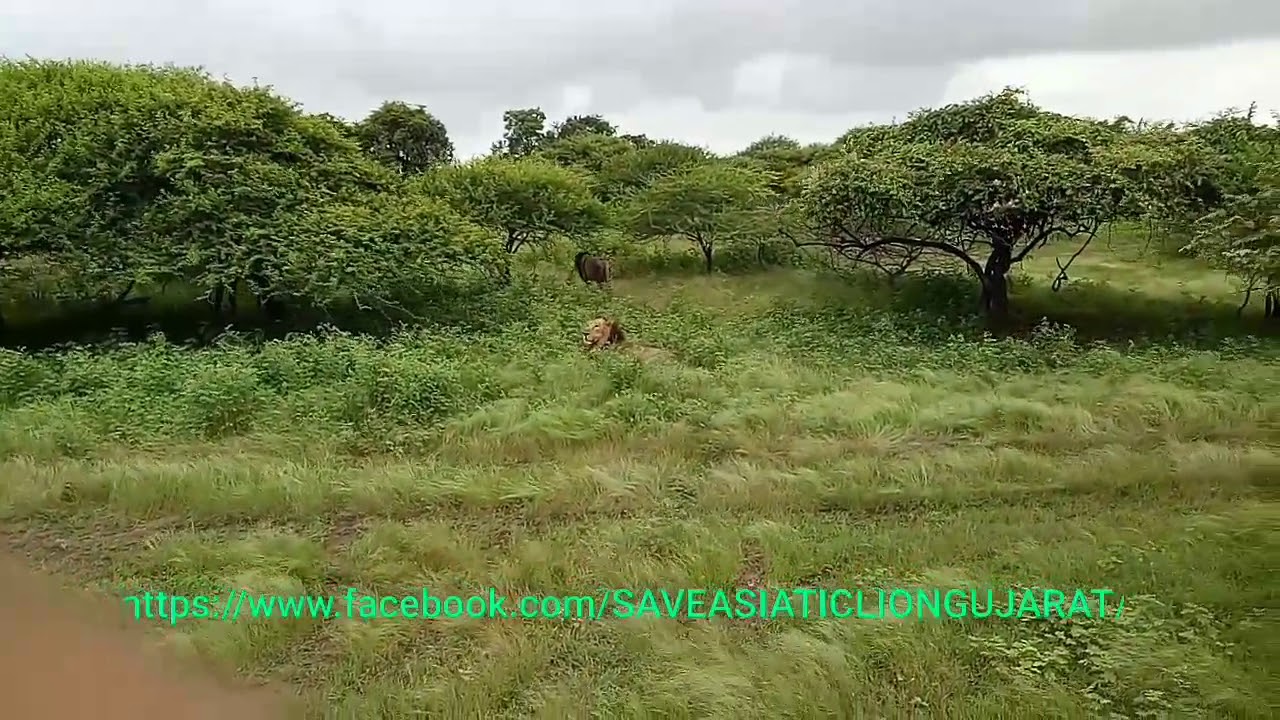 SAVE ASIATIC LION | Devaliya Safari Park | Green Gir | Lion Safari ...