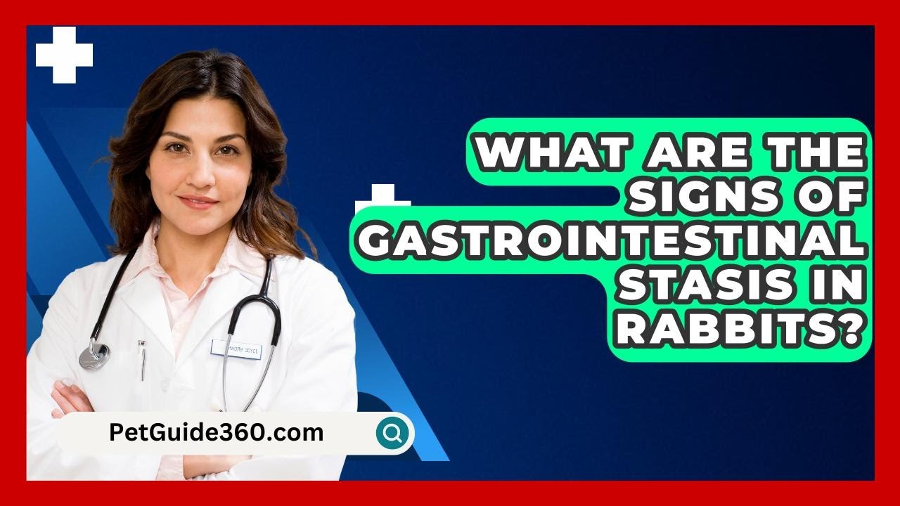 What Are the Signs of Gastrointestinal Stasis in Rabbits? - PetGuide360 ...