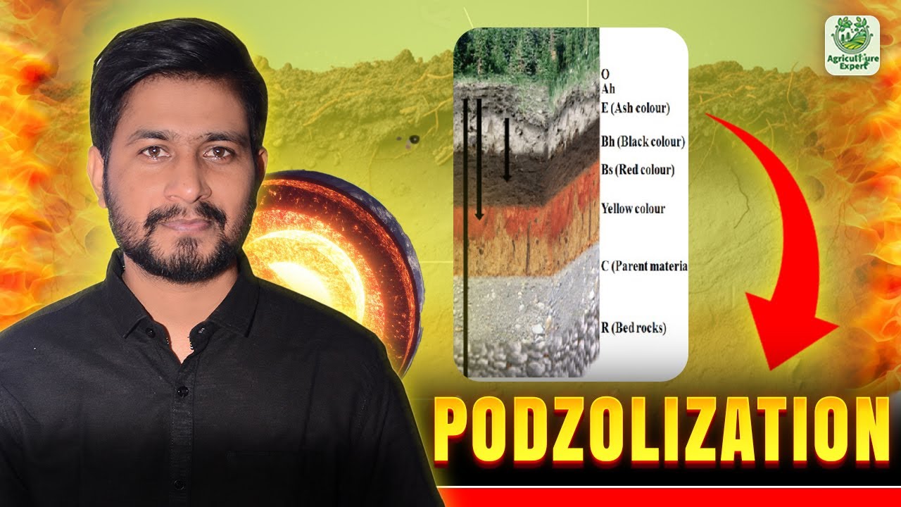 Podzolization Soil Formation Process | 4 Marks | ICAR JRF SRF NET - YouTube