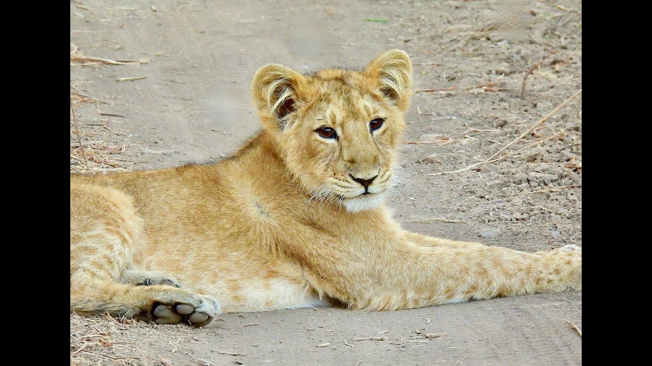 ASIATIC LION CUB (Gir NP, India) - YouTube