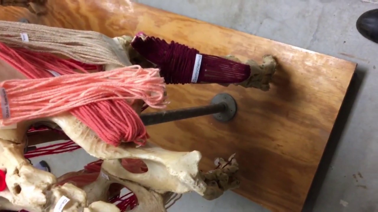 Swine Anatomy and Physiology - YouTube