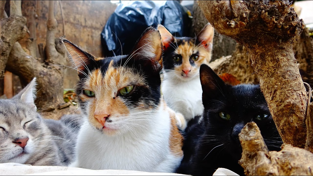 Baby Kittens Playing With Mom -Baby Kittens Playing Together - YouTube