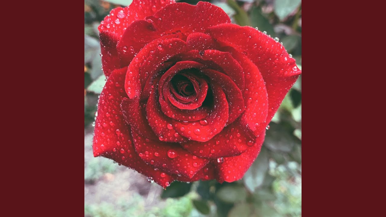 Κοκκινο γλυκο μου τριανταφυλλο (my sweet red rose) - YouTube