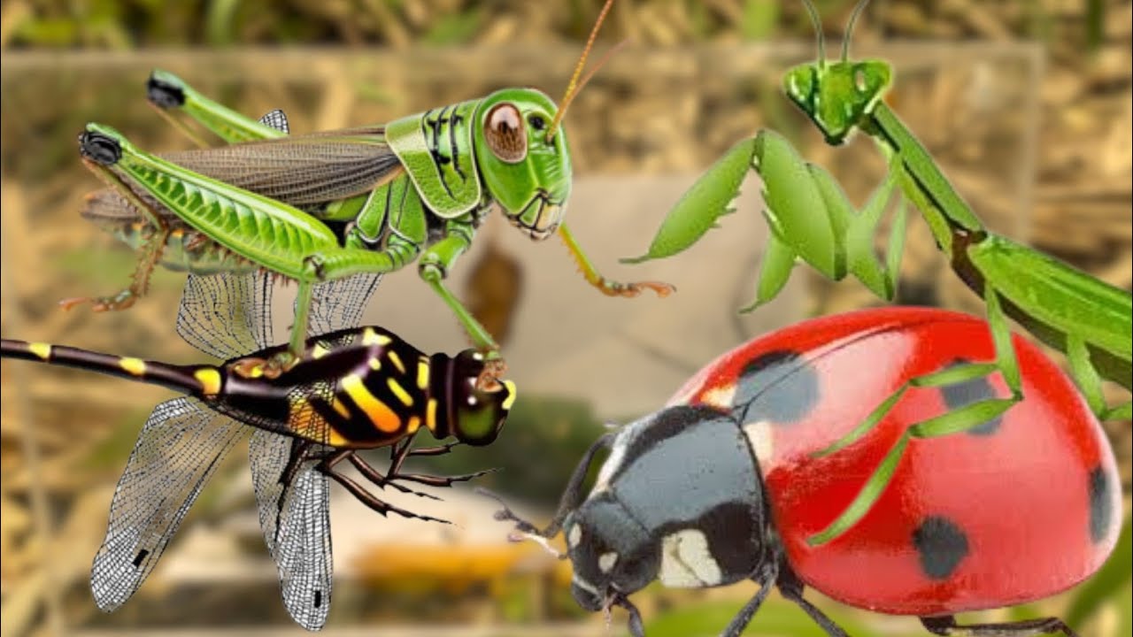 Rice Field Safari🍃 : Bugs, dragon fly, and beyond!🐞🦟🦗🪲 - YouTube