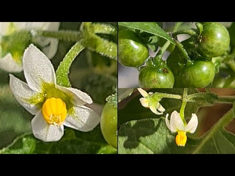 Is your Nightshade Deadly ?/Black Nightshade plant/ Difference between ...