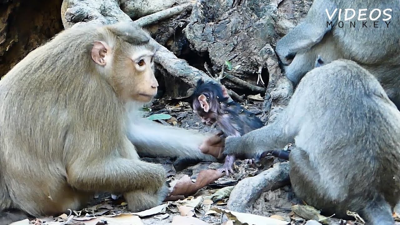 happy new years with video monkey Rose comfort little baby monkey, she ...