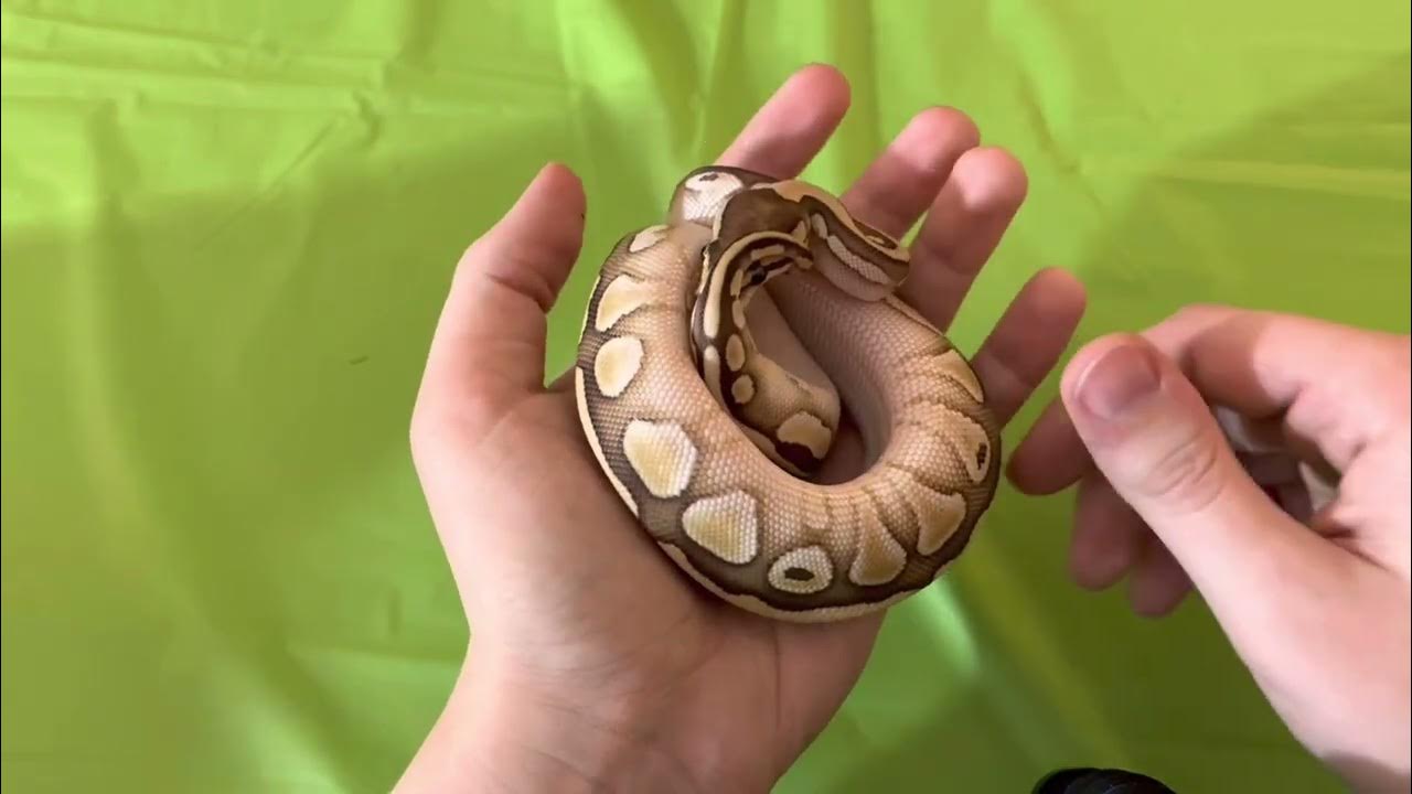 Unboxing 3 New Ball Pythons from Mile High Mutations and ZDC Reptiles ...