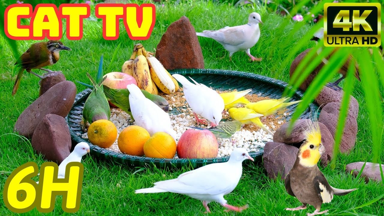 Cat TV😺 Peaceful Birds Flying And Feasting In A Calm Garden😺Bird For ...